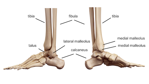 Ankle Foot Anatomy ankle-foot-anatomy